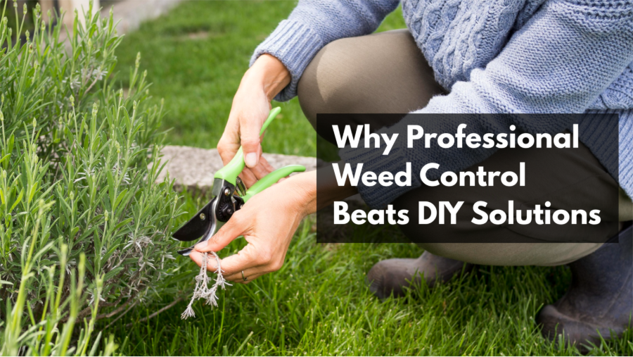 Why Professional Weed Control Beats DIY Solutions | Influencers Gone Wild