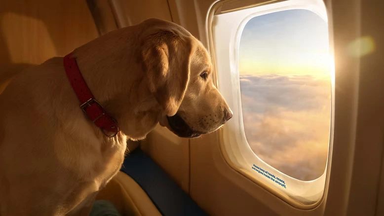 The Complete Guide to Flying Your Dog from the UK to the UAE ...